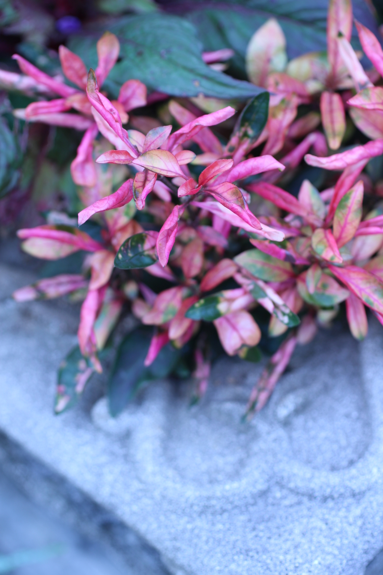 本・史実は謎を呼ぶ: パッサカリアは行く